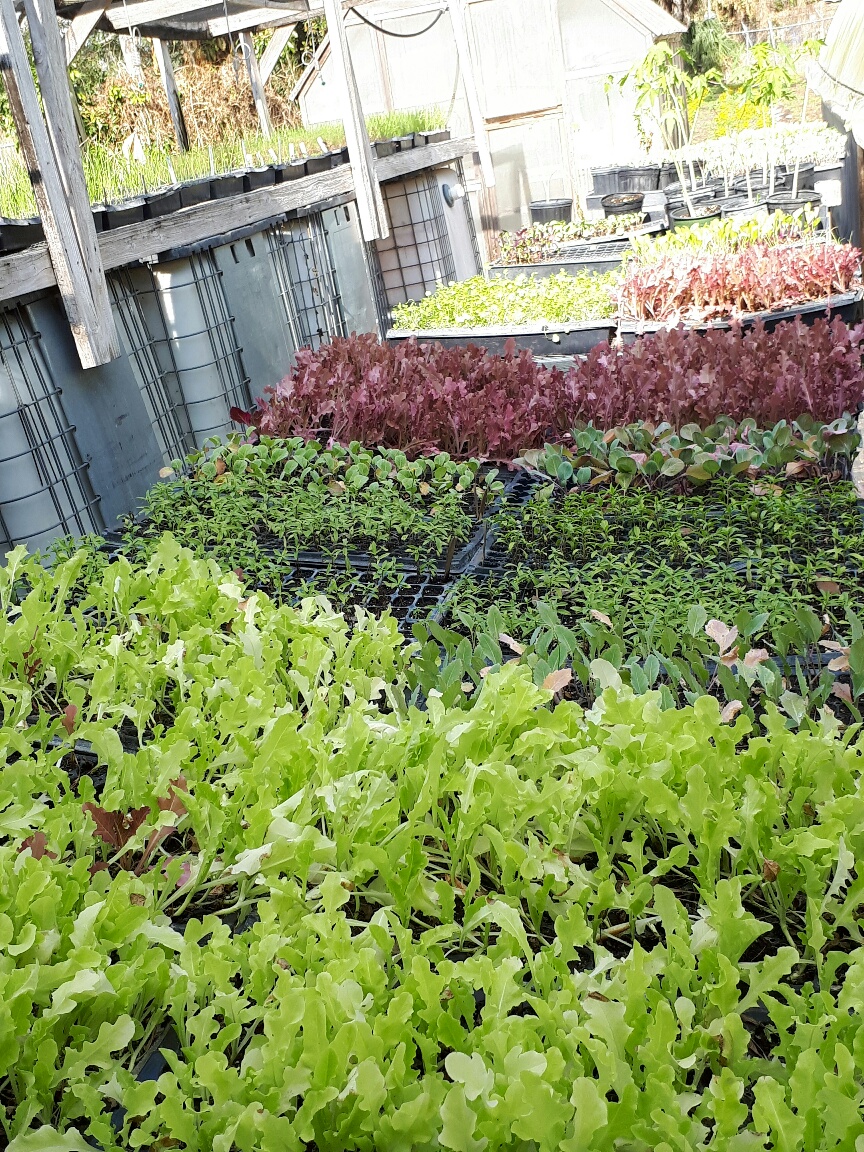 Our Babies Are Growing Up! | Sweetwater Organic Farm