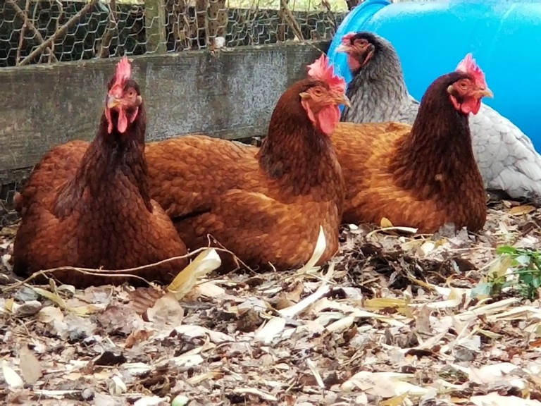 Free First Sunday Farm Tour | Sweetwater Organic Farm