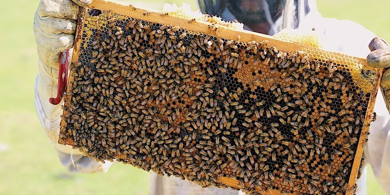 Backyard Beekeeping 101 | Sweetwater Organic Farm